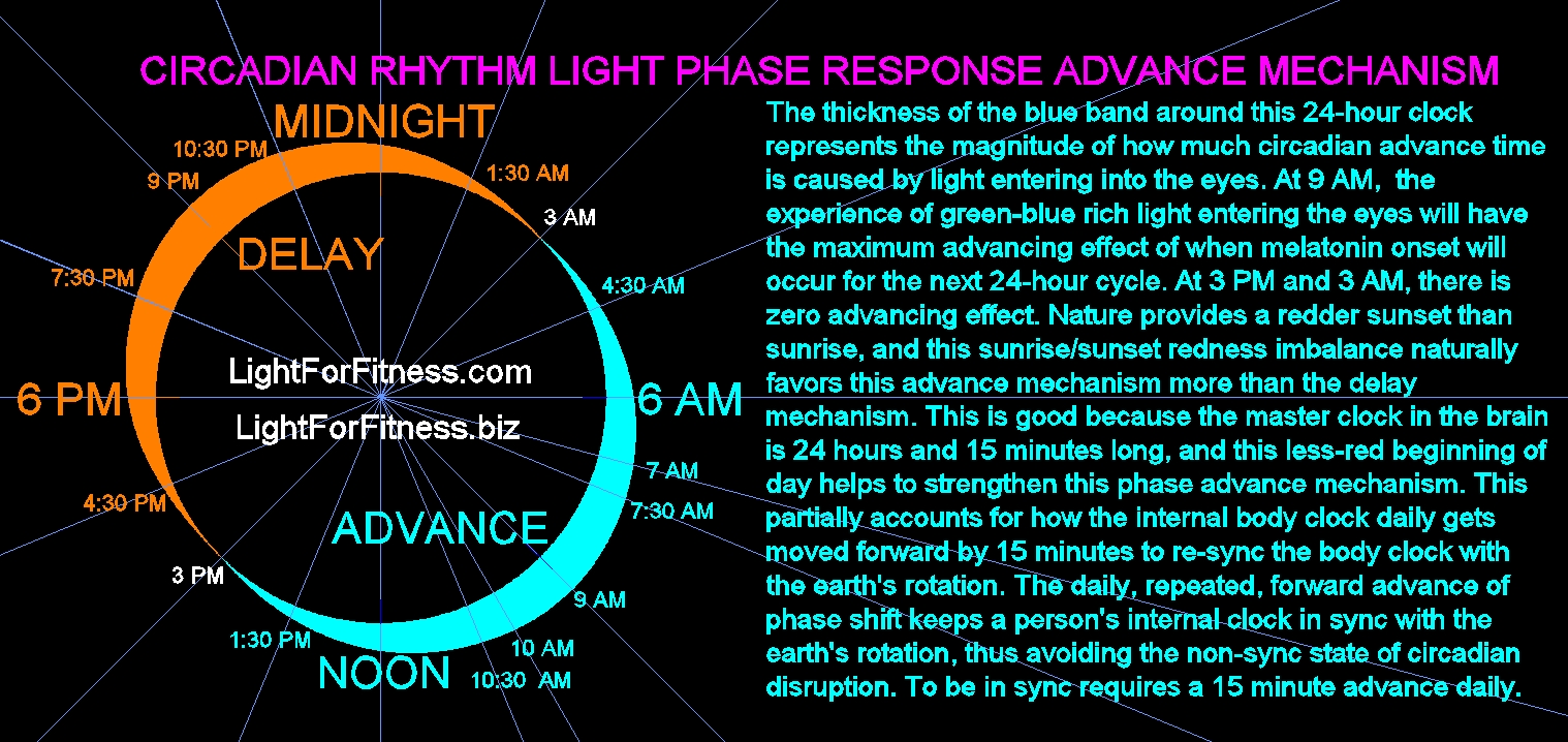 Circadian Light Phase Response – Light For Fitness Learning Website